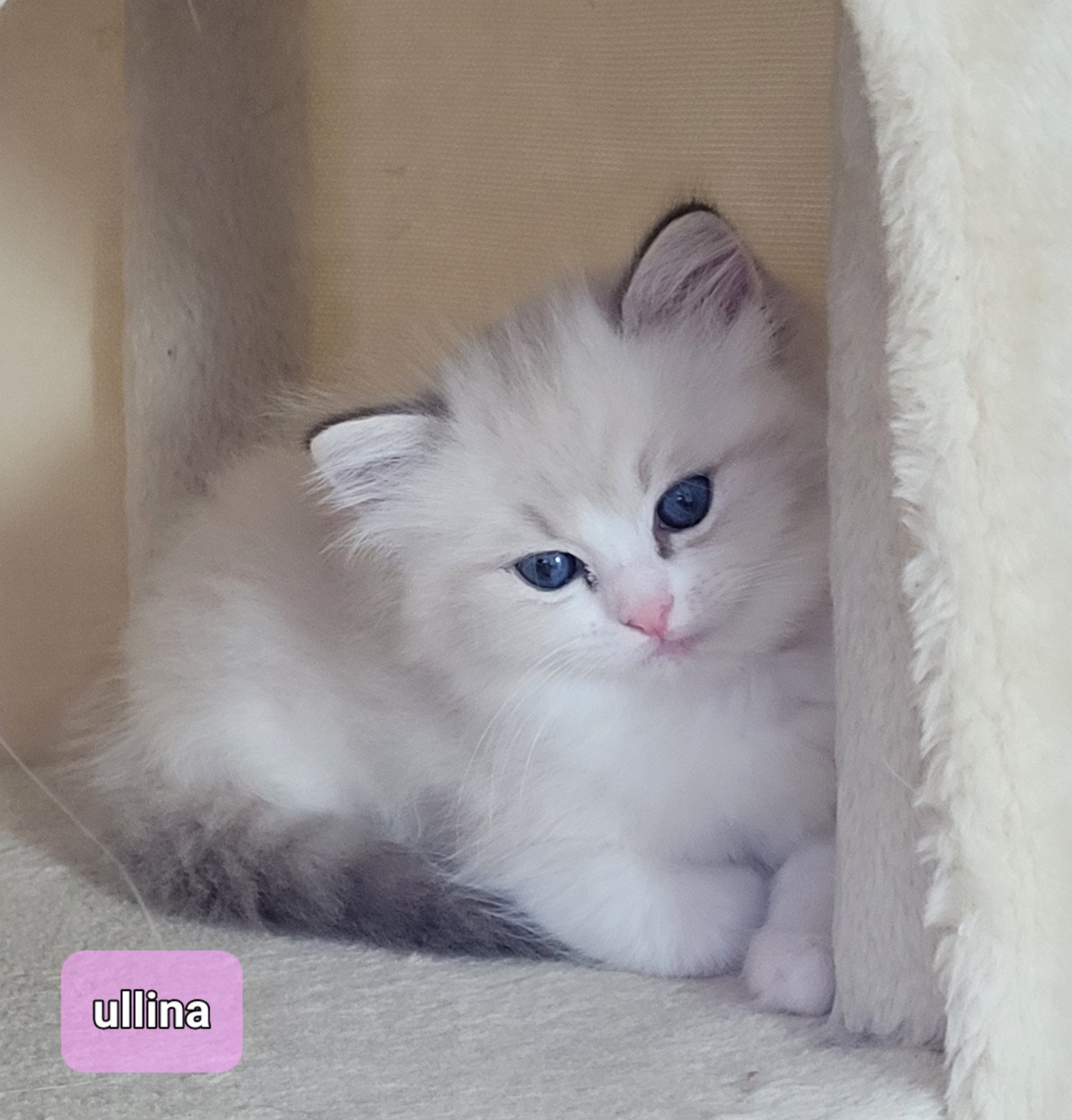 ULLINA des Rêves de Selene LA CHATTERIE DES REVES DE SELENE - Chaton ...