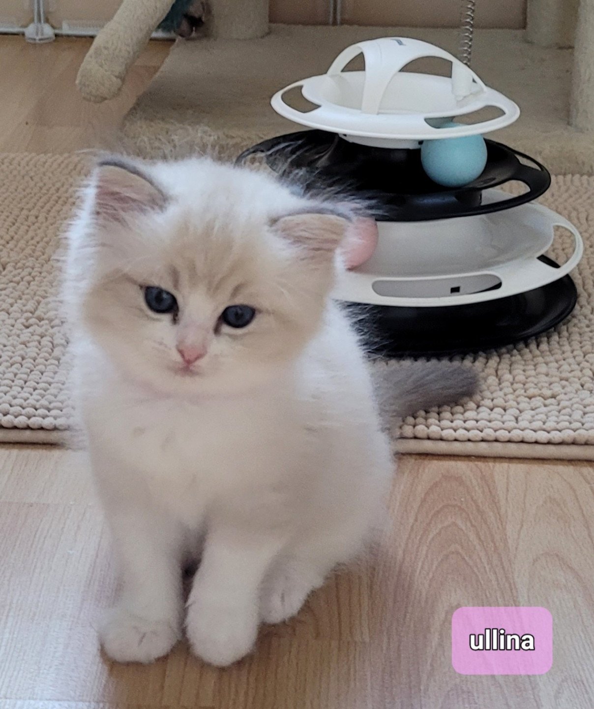 ULLINA des Rêves de Selene LA CHATTERIE DES REVES DE SELENE - Chaton ...